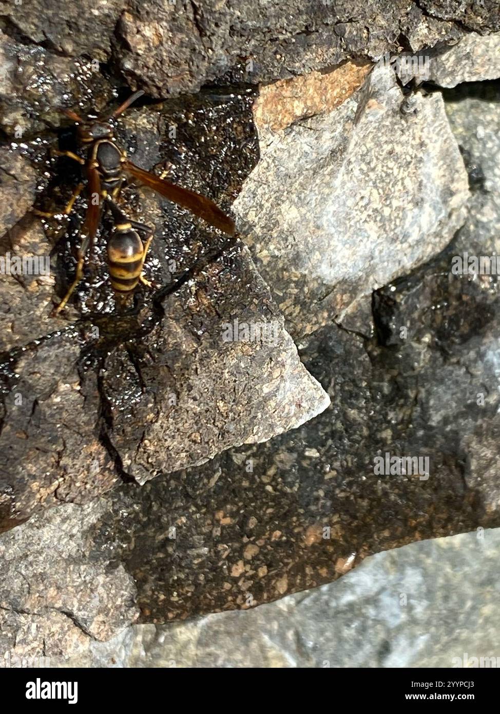 Western Paper Wasp (Mischocyttarus flavitarsis Stock Photo - Alamy
