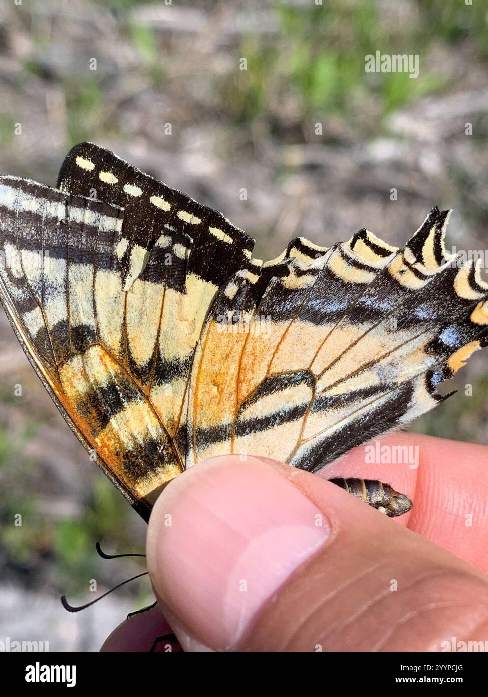 Canadian Tiger Swallowtail (Papilio canadensis Stock Photo - Alamy