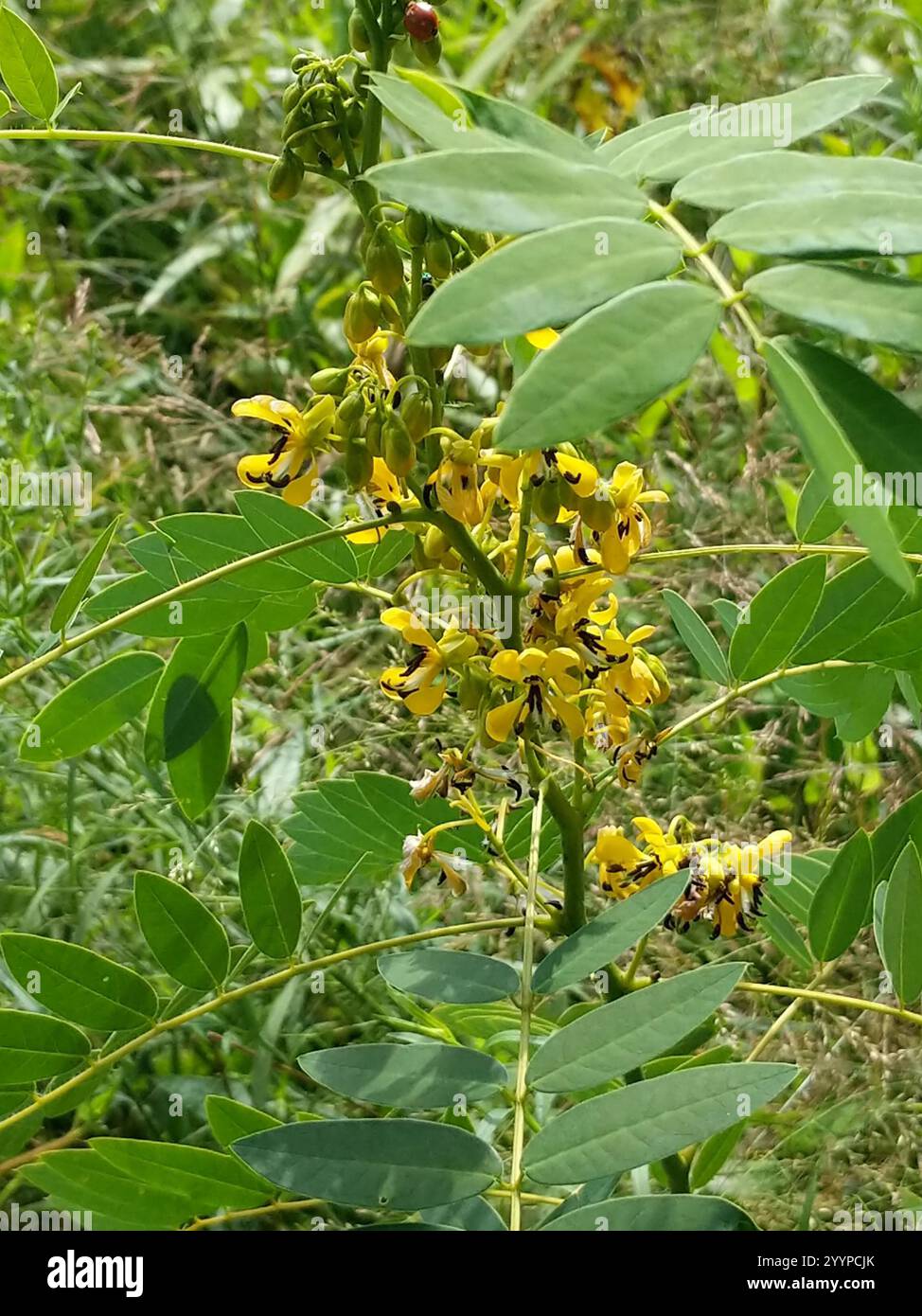 American senna (Senna hebecarpa Stock Photo - Alamy