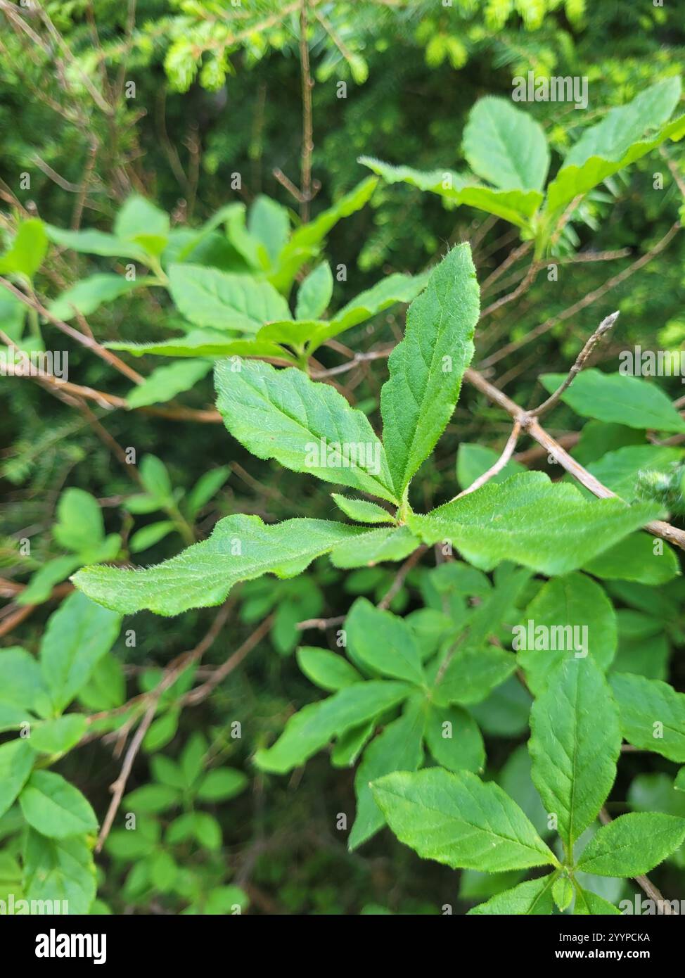 mock azalea (Rhododendron menziesii Stock Photo - Alamy