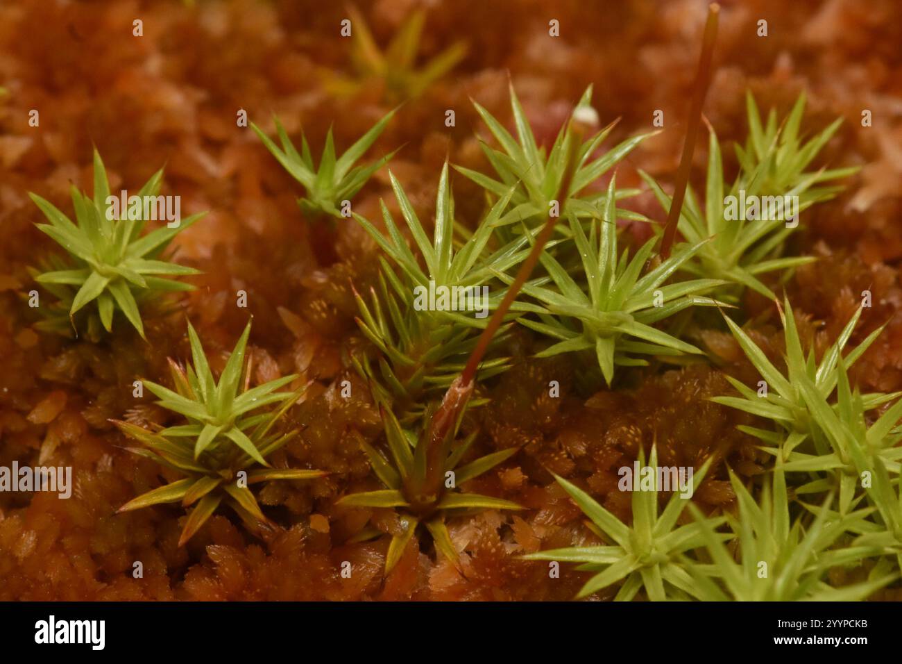 Bog Haircap Moss (Polytrichum strictum Stock Photo - Alamy