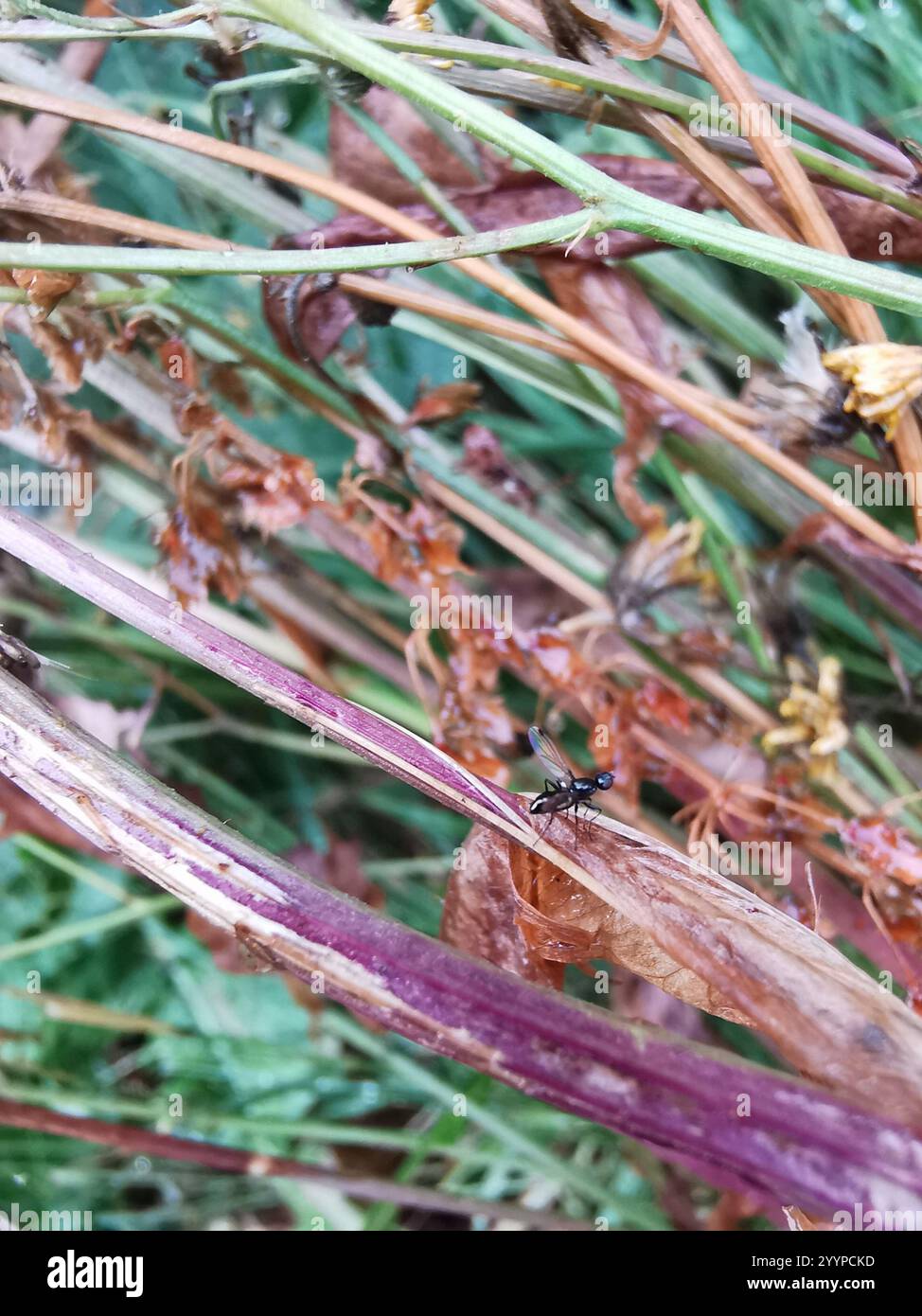 Black Scavenger Flies (Sepsidae Stock Photo - Alamy