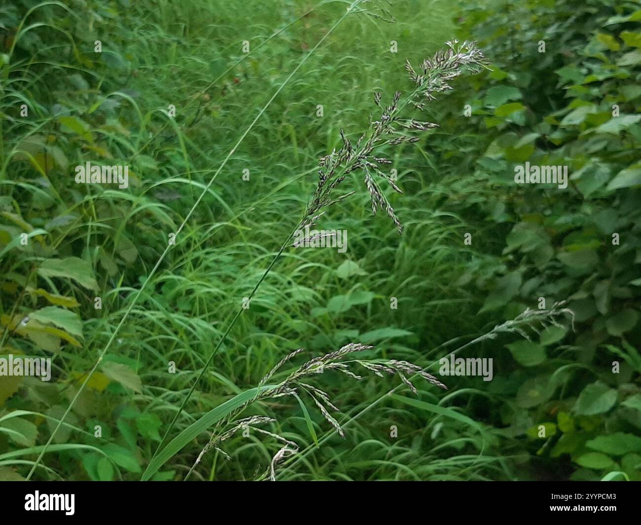 canadian bluejoint (Calamagrostis canadensis Stock Photo - Alamy
