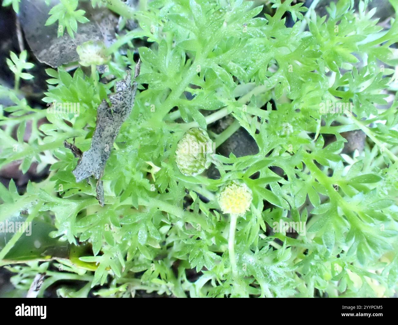 Common Cotula (Cotula australis Stock Photo - Alamy