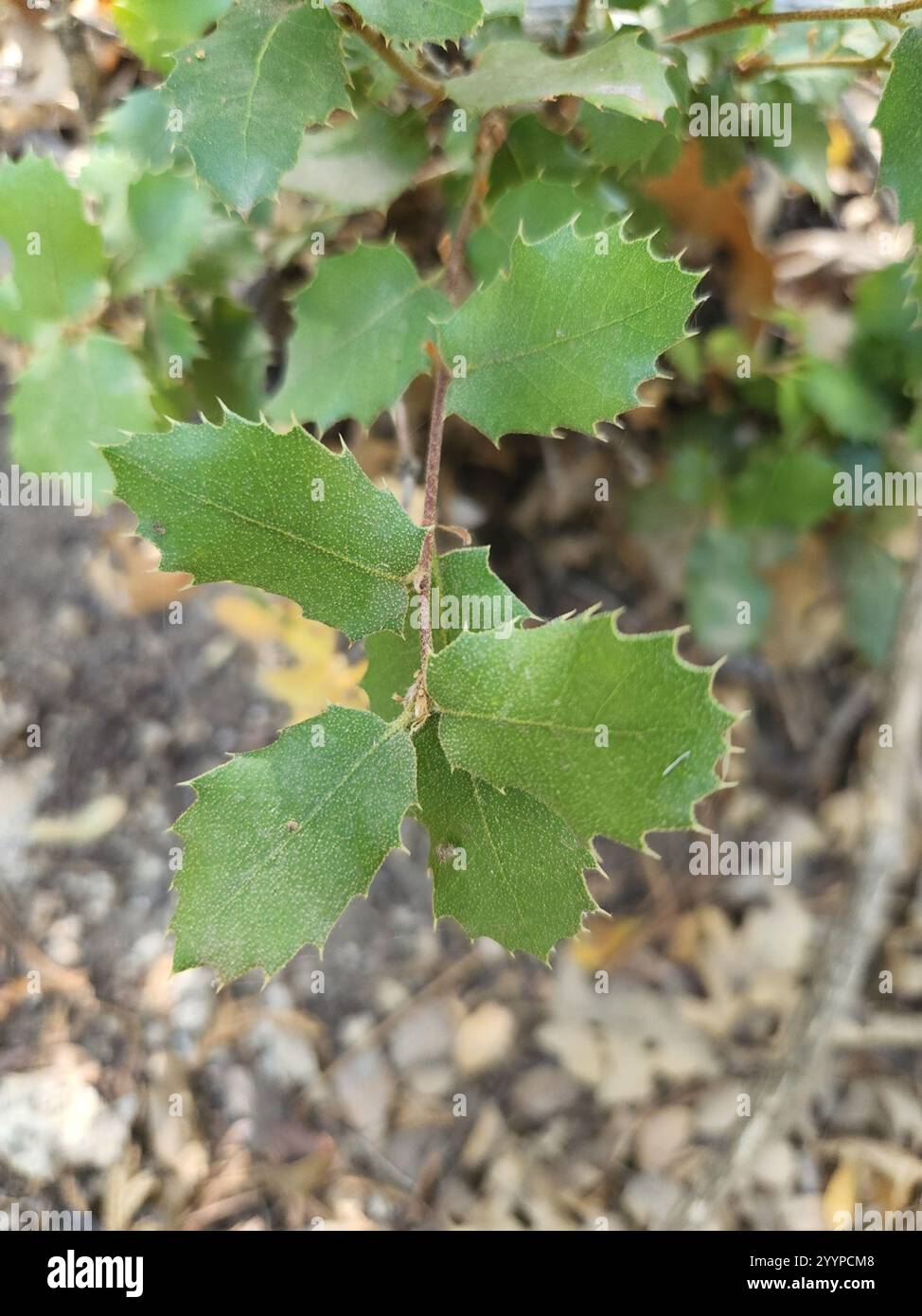 Canyon oak quercus chrysolepis hi-res stock photography and images - Alamy