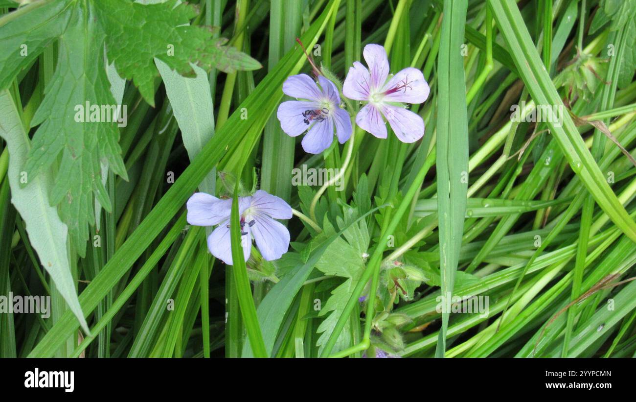 Geranium erianthum cranesbill hi-res stock photography and images - Alamy