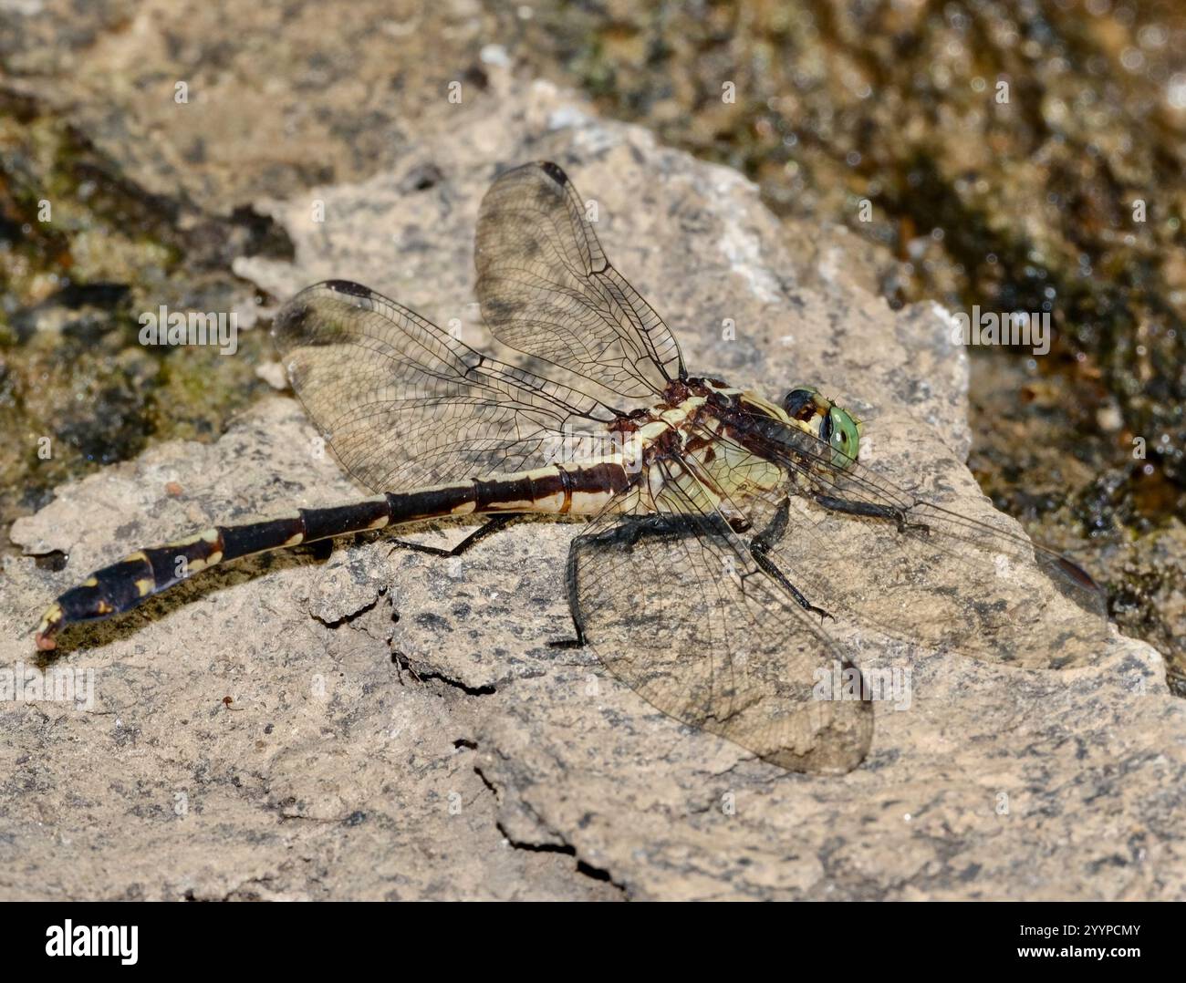 Black-shouldered Spinyleg (Dromogomphus spinosus Stock Photo - Alamy