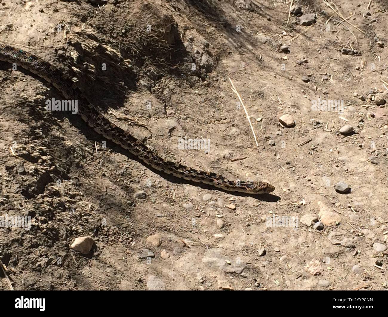 Gopher Snake (Pituophis catenifer Stock Photo - Alamy