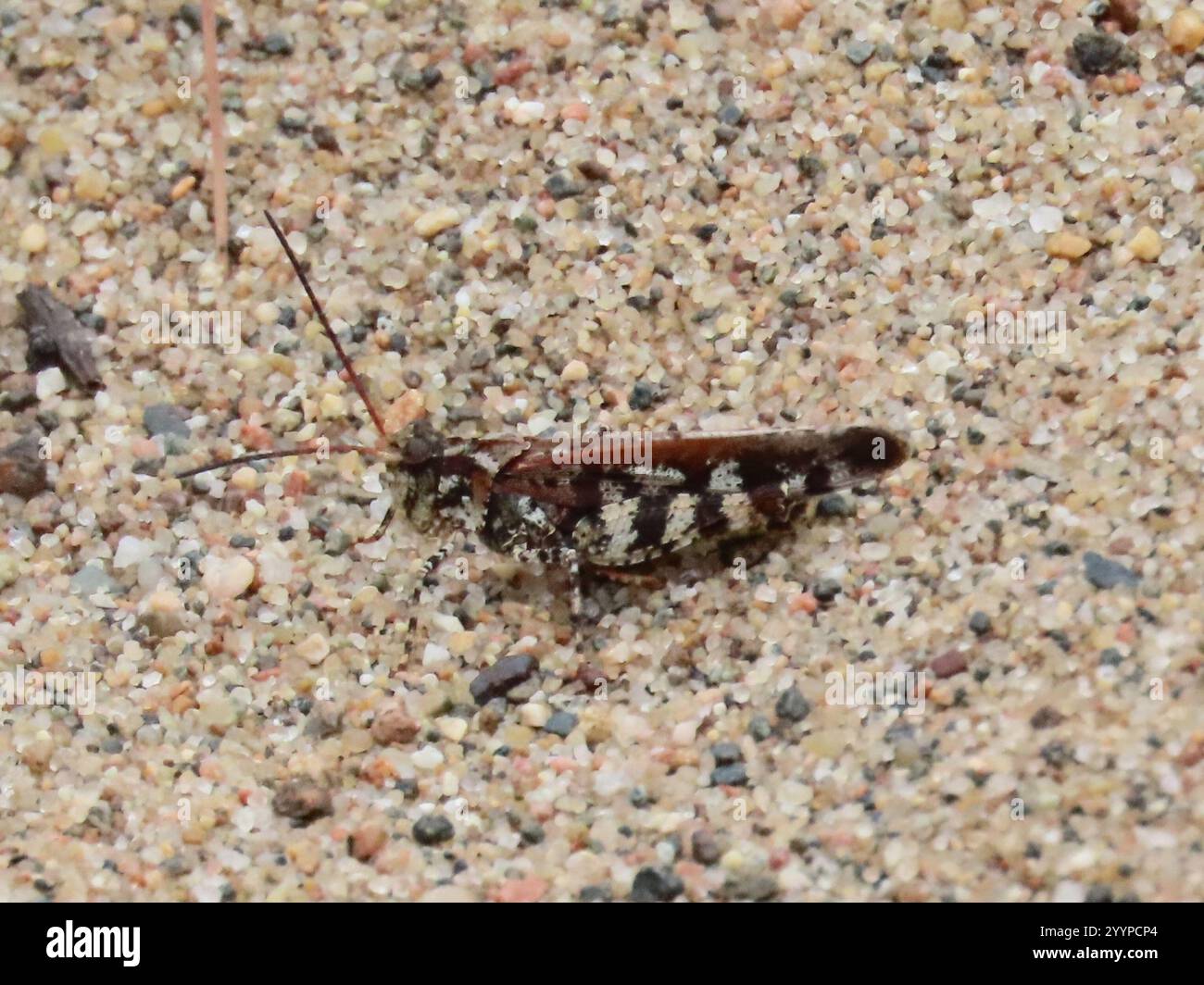 Spharagemon hi-res stock photography and images - Alamy
