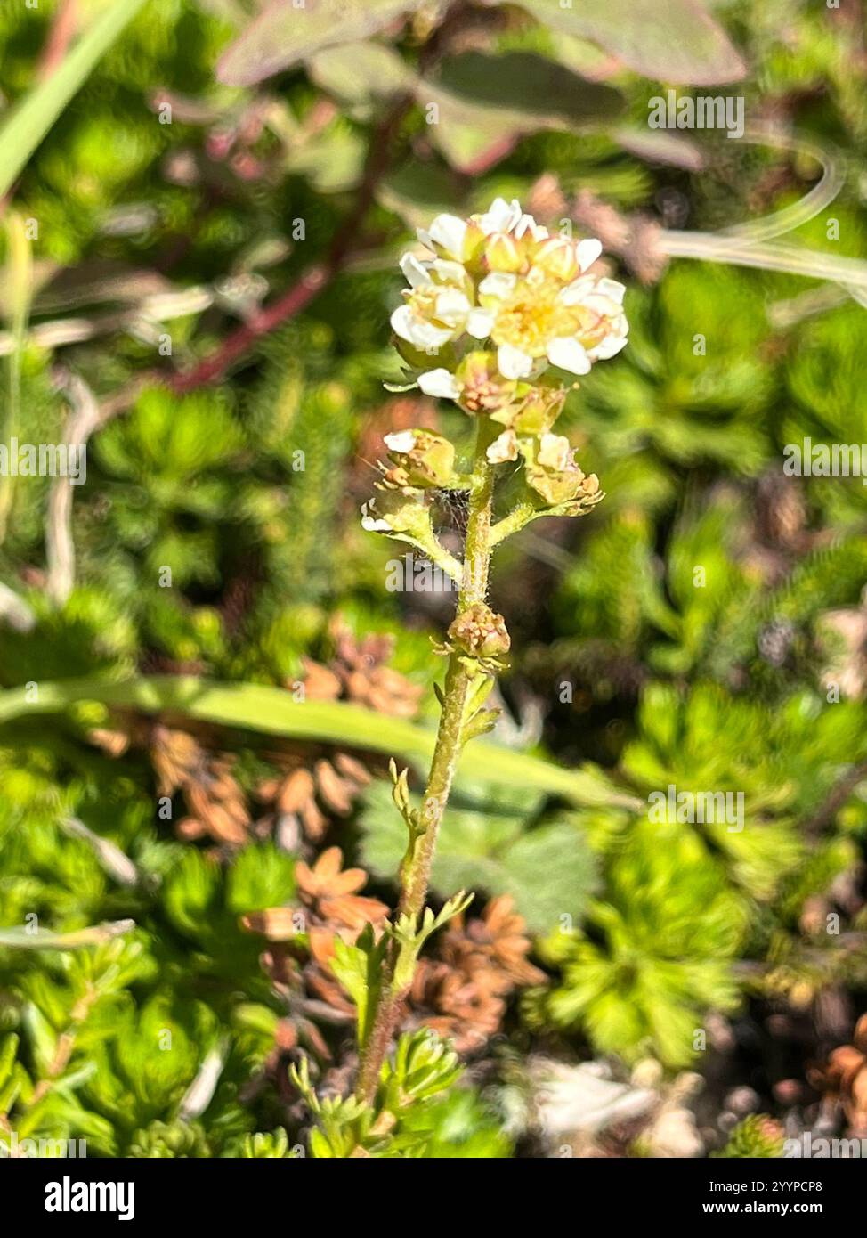 Partridgefoot (Luetkea pectinata Stock Photo - Alamy