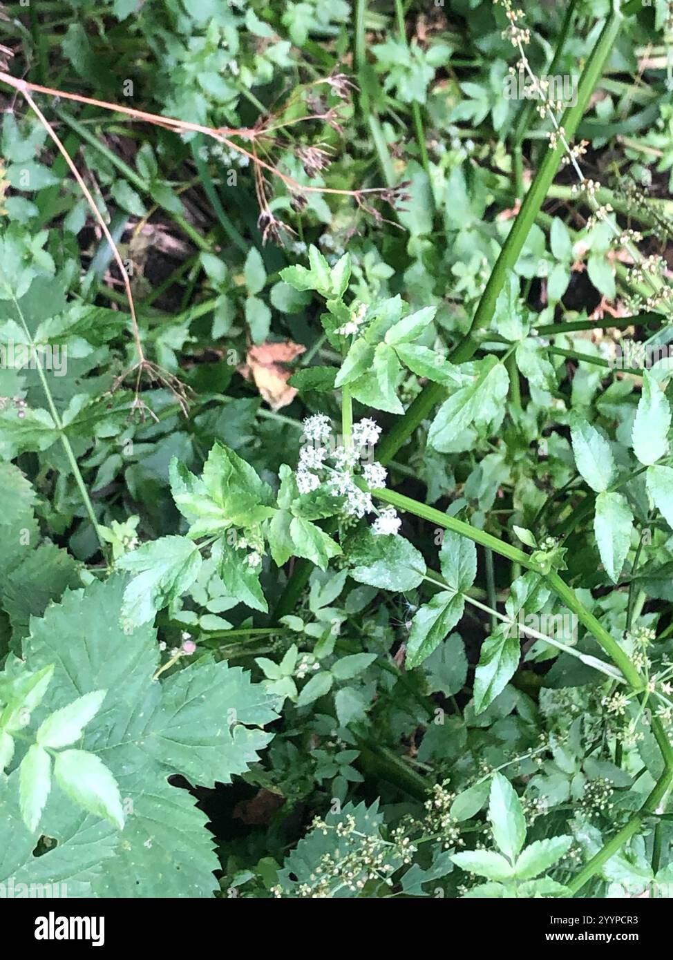 Fool's Watercress (Helosciadium nodiflorum Stock Photo - Alamy