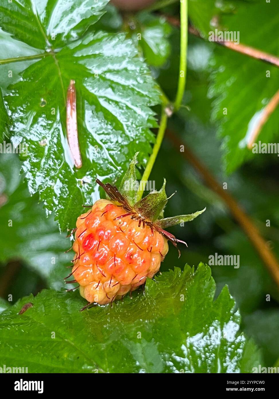 Salmonberry (Rubus spectabilis Stock Photo - Alamy