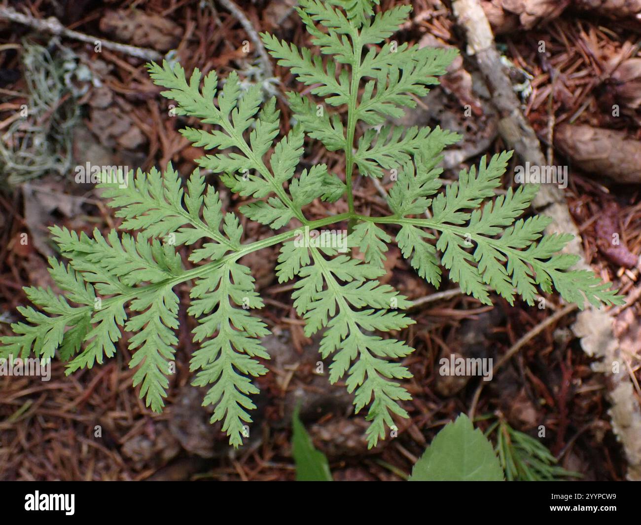 rattlesnake fern (Botrypus virginianus Stock Photo - Alamy