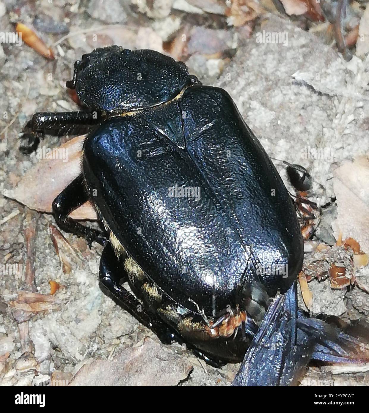 Typical Hermit Beetles (Osmoderma Stock Photo - Alamy