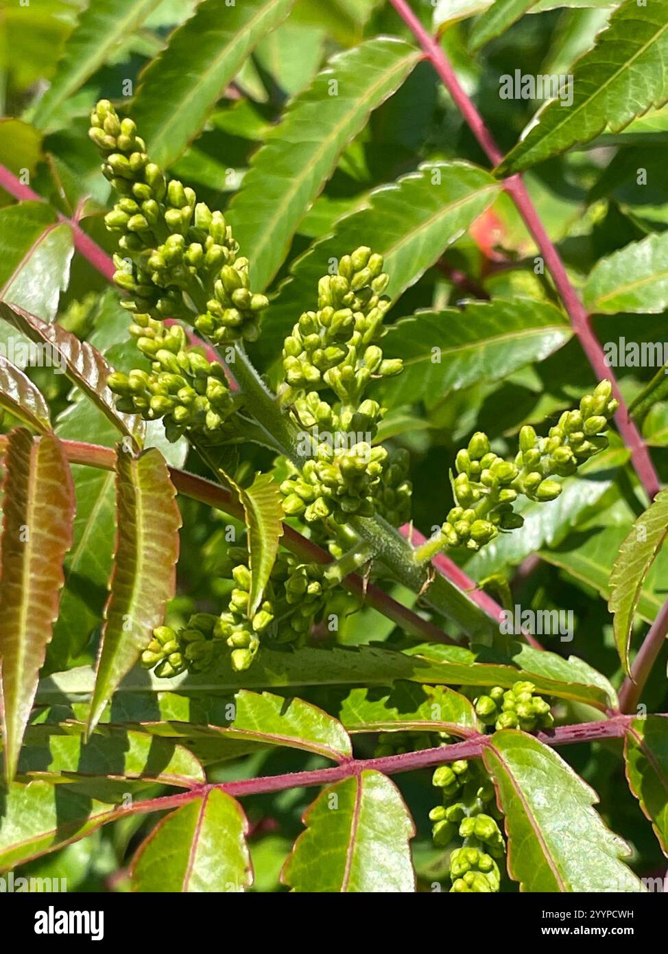 smooth sumac (Rhus glabra Stock Photo - Alamy