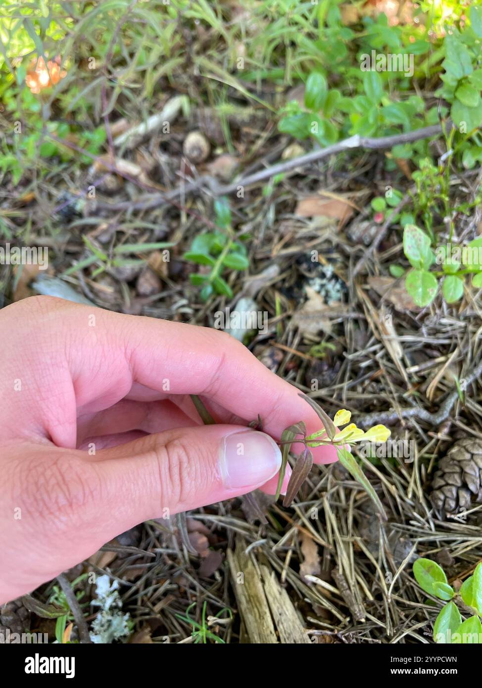 Common Cow-wheat (Melampyrum pratense Stock Photo - Alamy