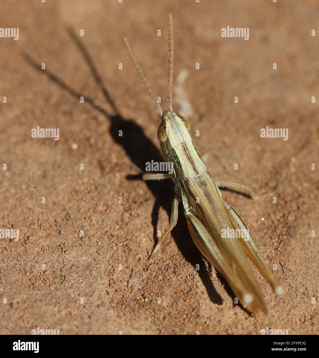 Siberian Straw Grasshopper (Euchorthippus pulvinatus Stock Photo - Alamy