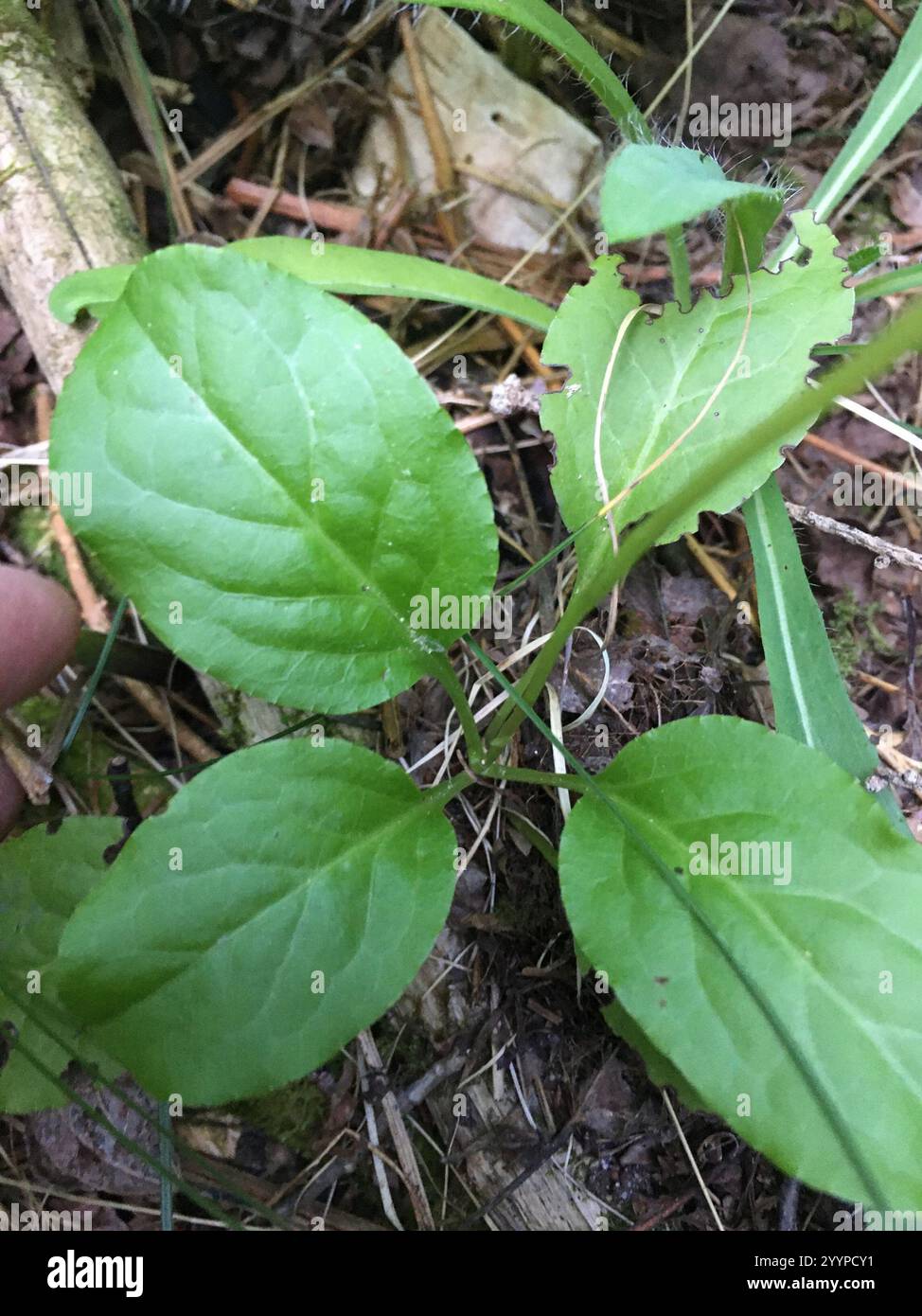 shinleaf (Pyrola elliptica Stock Photo - Alamy