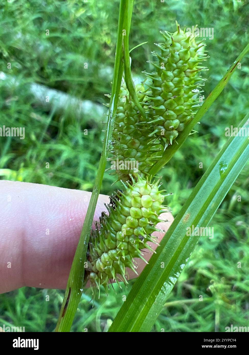 golden cattail sedge (Carex aureolensis Stock Photo - Alamy