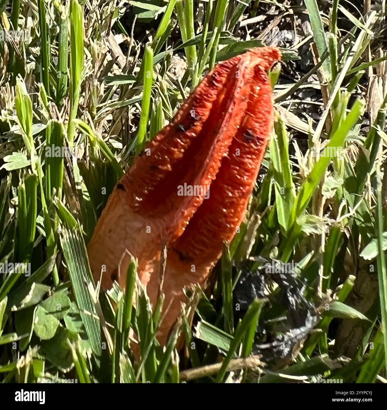 lantern stinkhorn (Lysurus mokusin Stock Photo - Alamy