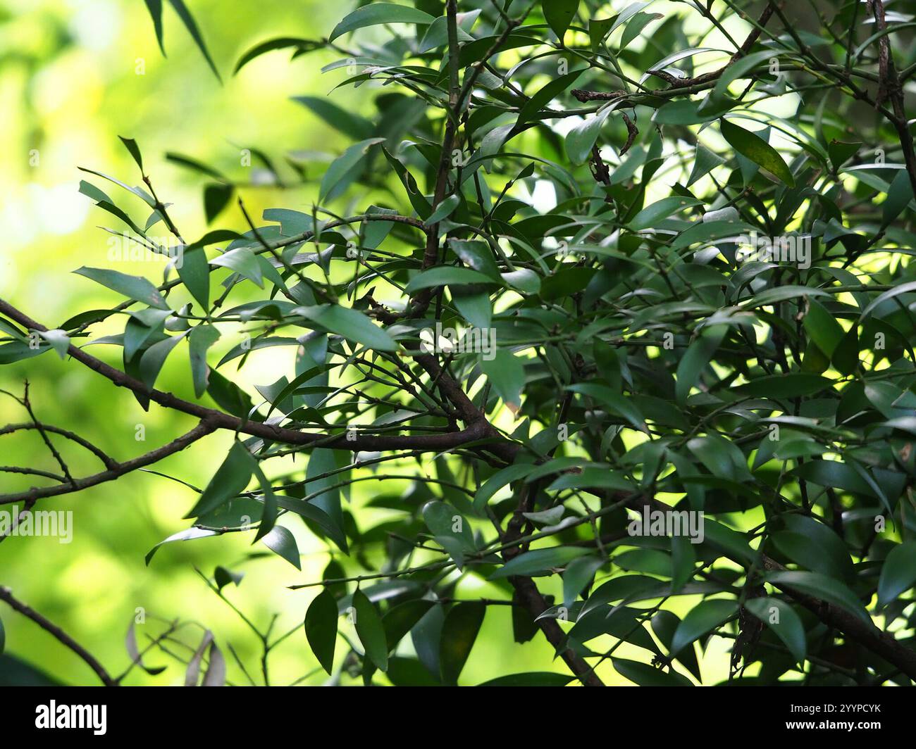 Asian bayberry (Nageia nagi Stock Photo - Alamy
