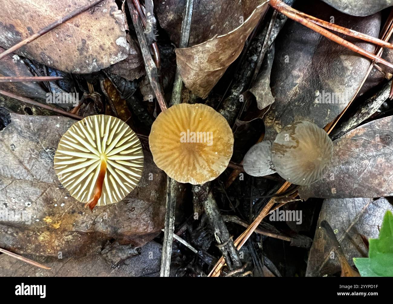 Marasmius sect. Marasmius (Marasmius Stock Photo - Alamy