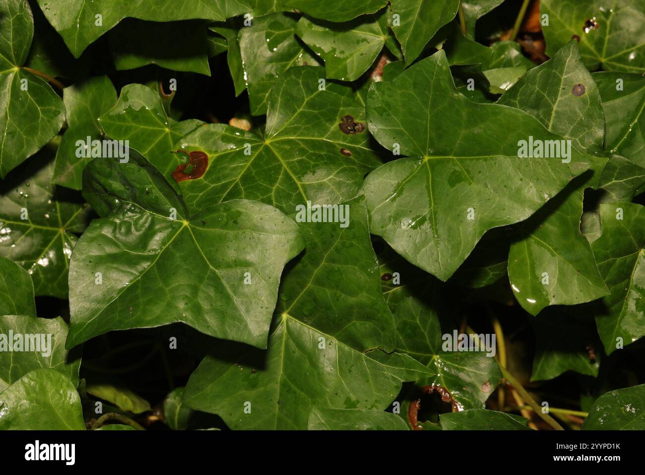 Atlantic Ivy (Hedera hibernica Stock Photo - Alamy