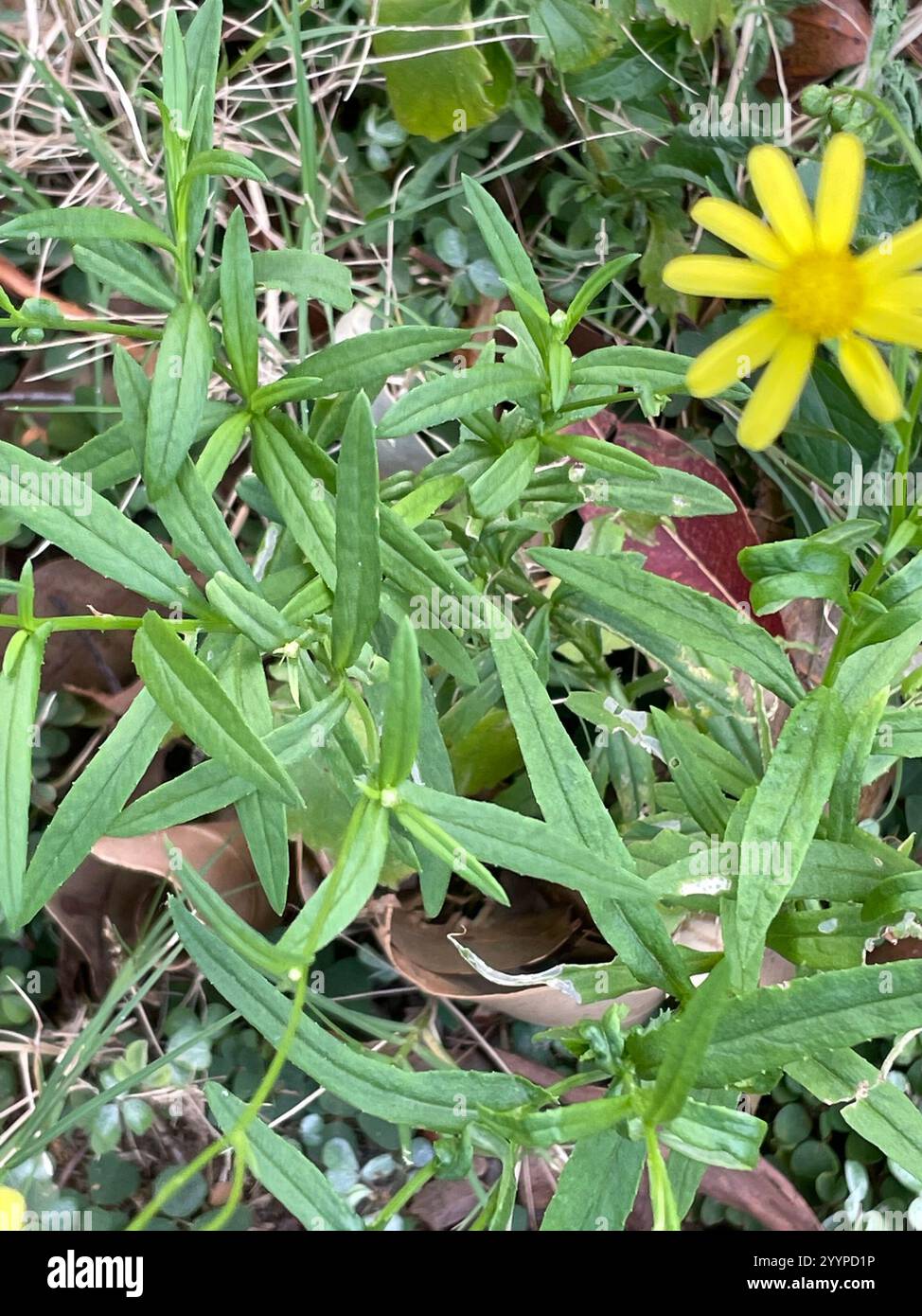 Madagascar Ragwort (Senecio madagascariensis Stock Photo - Alamy