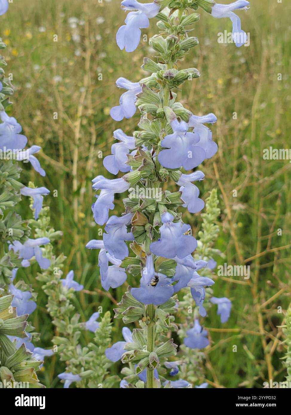 giant blue sage (Salvia azurea Stock Photo - Alamy