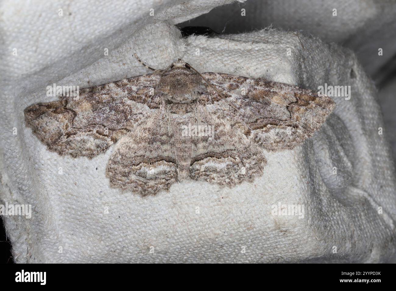 Zale moth hi-res stock photography and images - Alamy