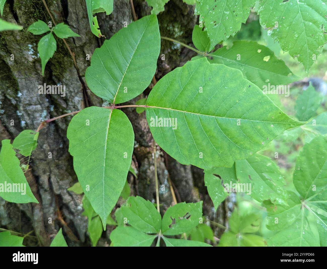 eastern poison ivy (Toxicodendron radicans Stock Photo - Alamy