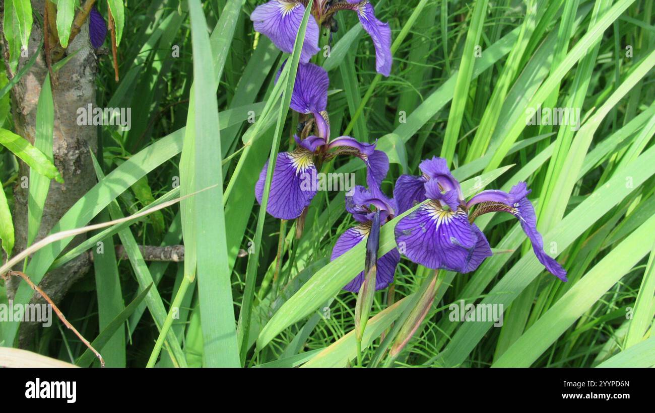 Beach-head Iris (Iris setosa Stock Photo - Alamy