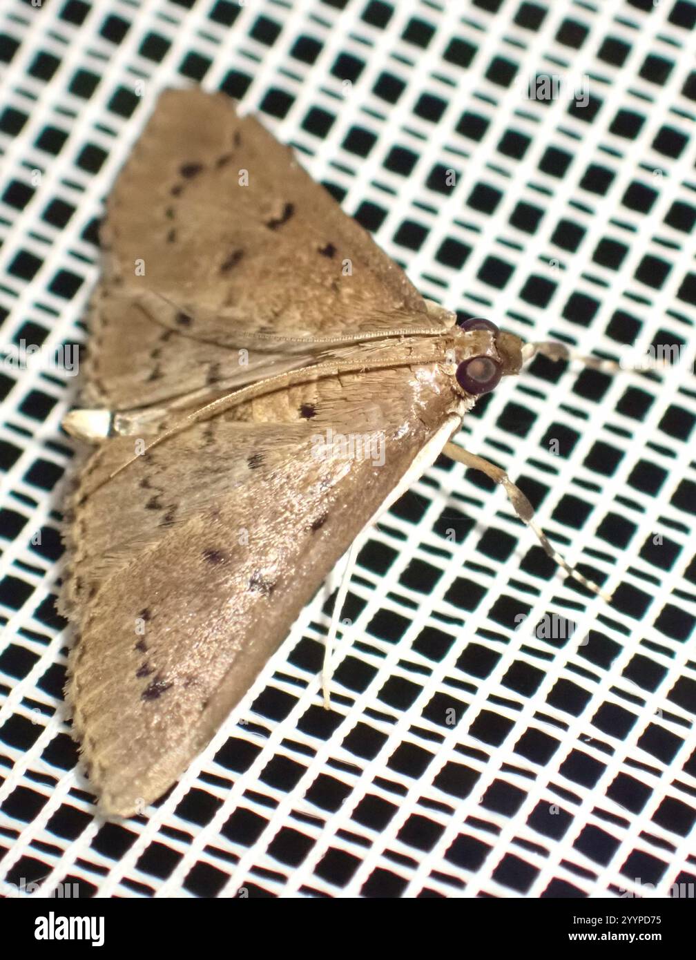 Grass Webworm Moth (Herpetogramma licarsisalis Stock Photo - Alamy