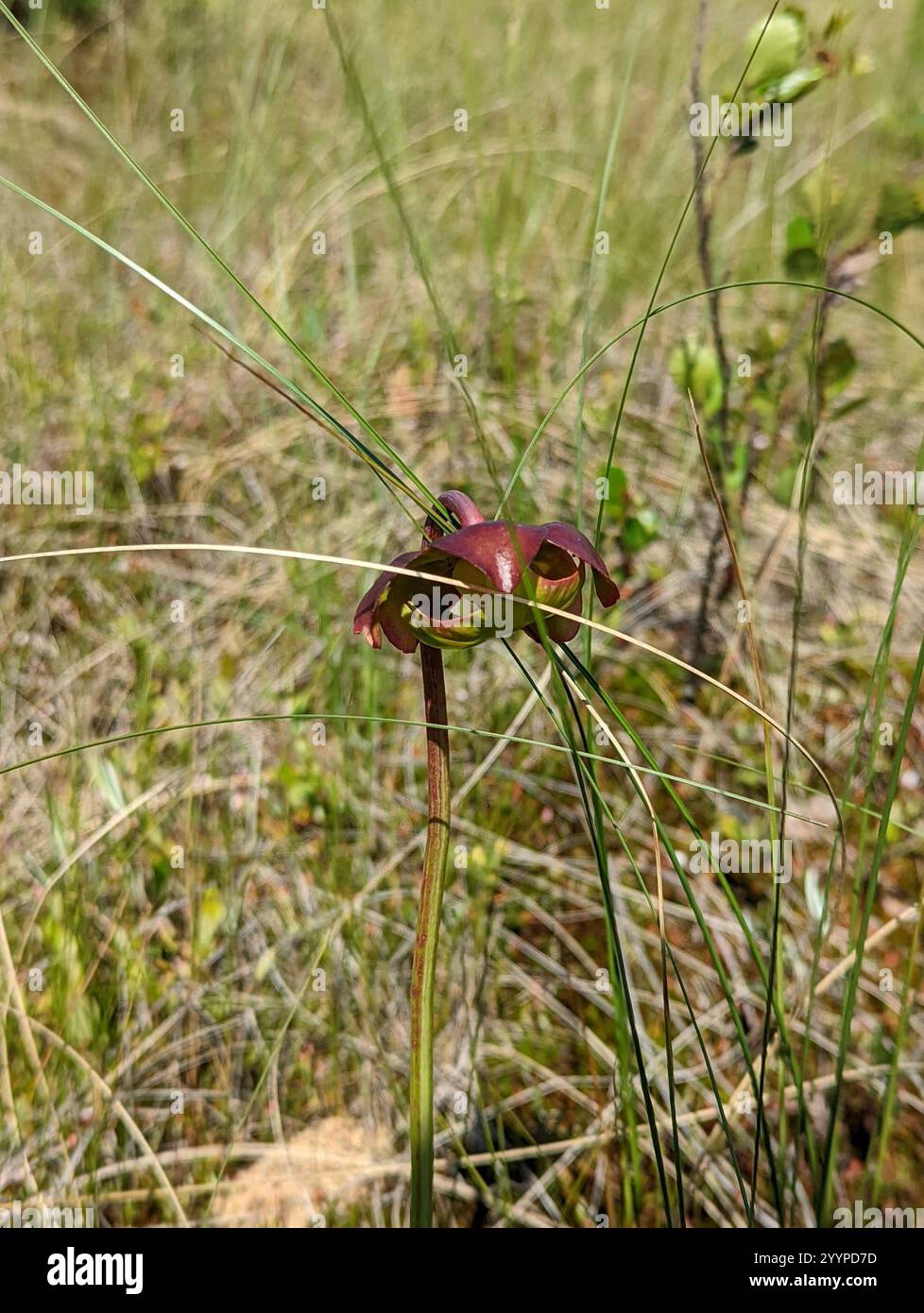 purple pitcher plant (Sarracenia purpurea Stock Photo - Alamy