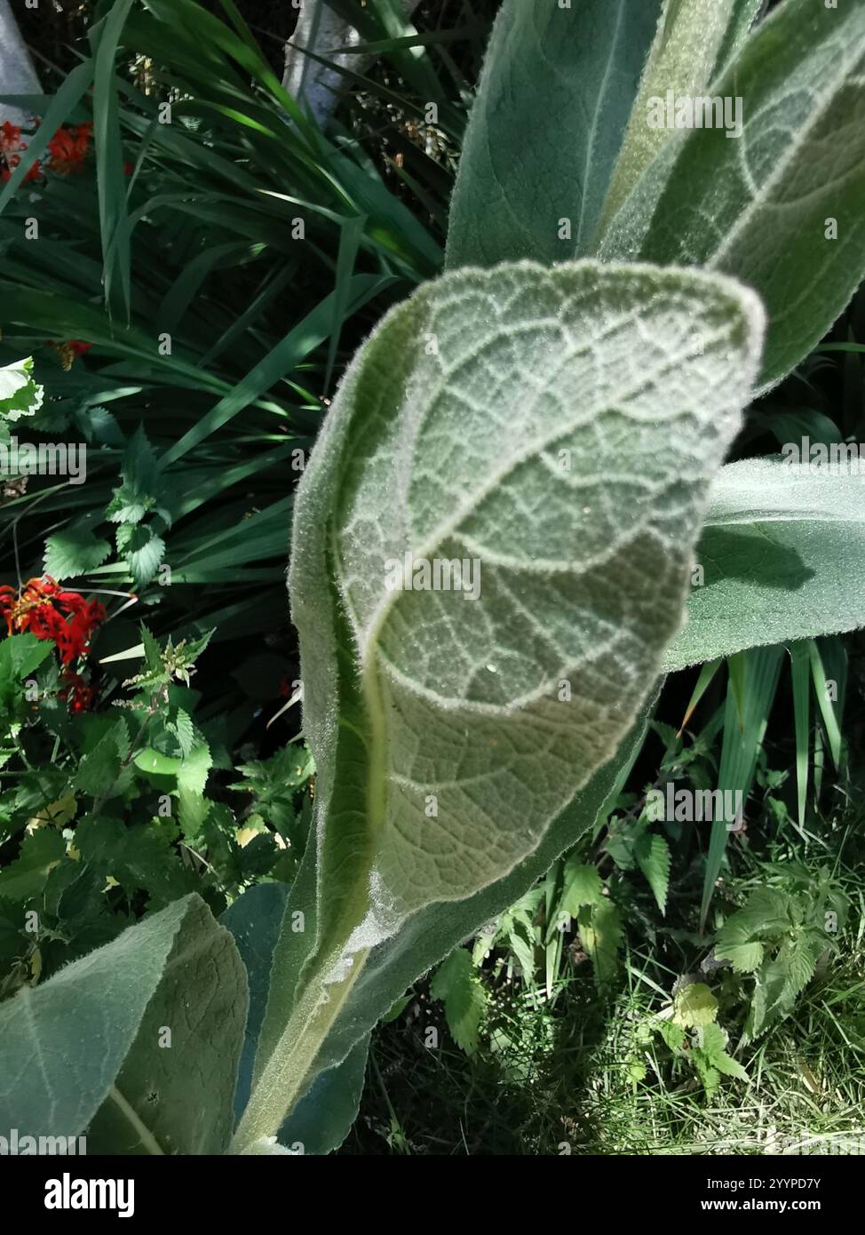 great mullein (Verbascum thapsus Stock Photo - Alamy
