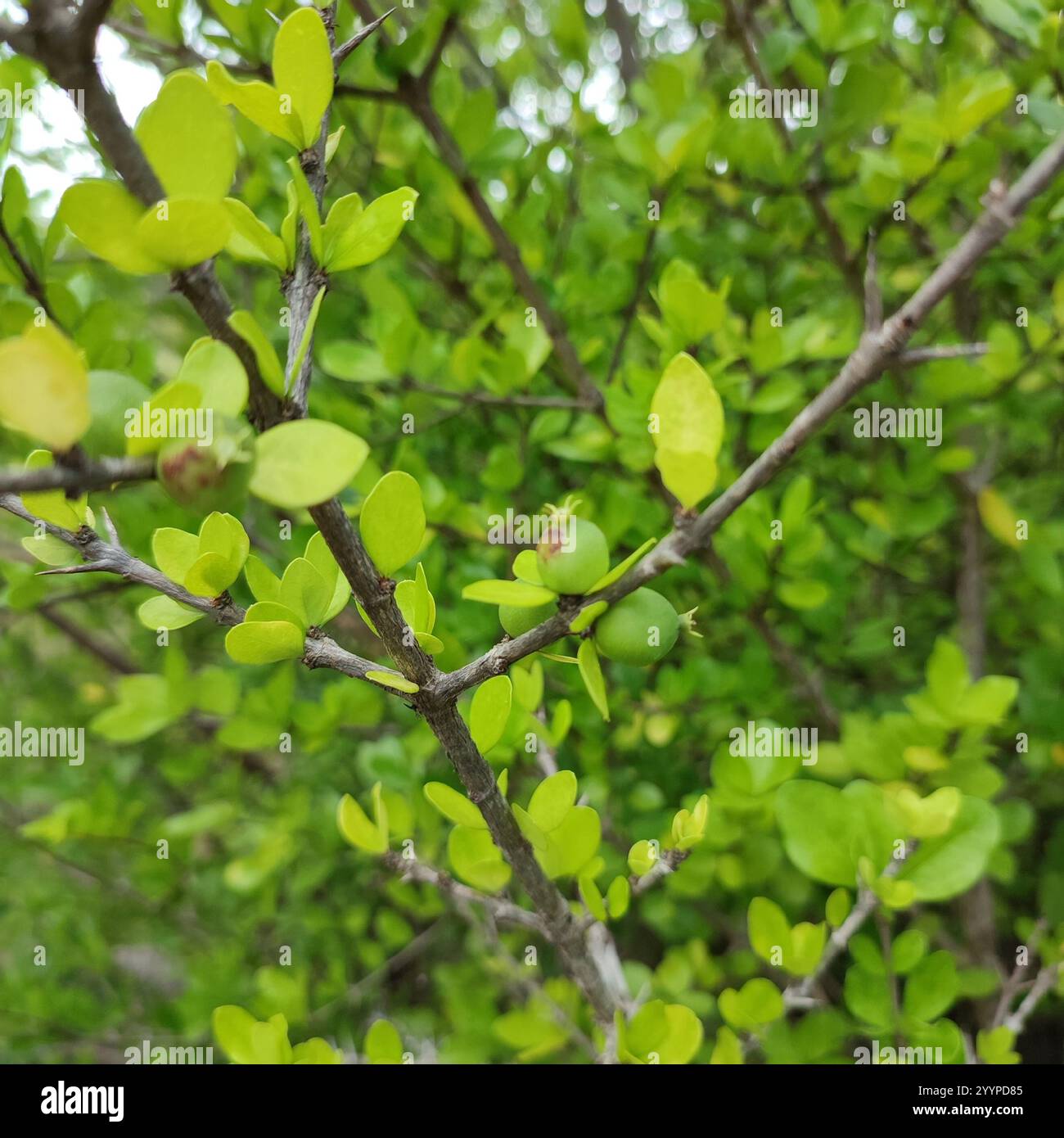 Randia aculeata hi-res stock photography and images - Alamy