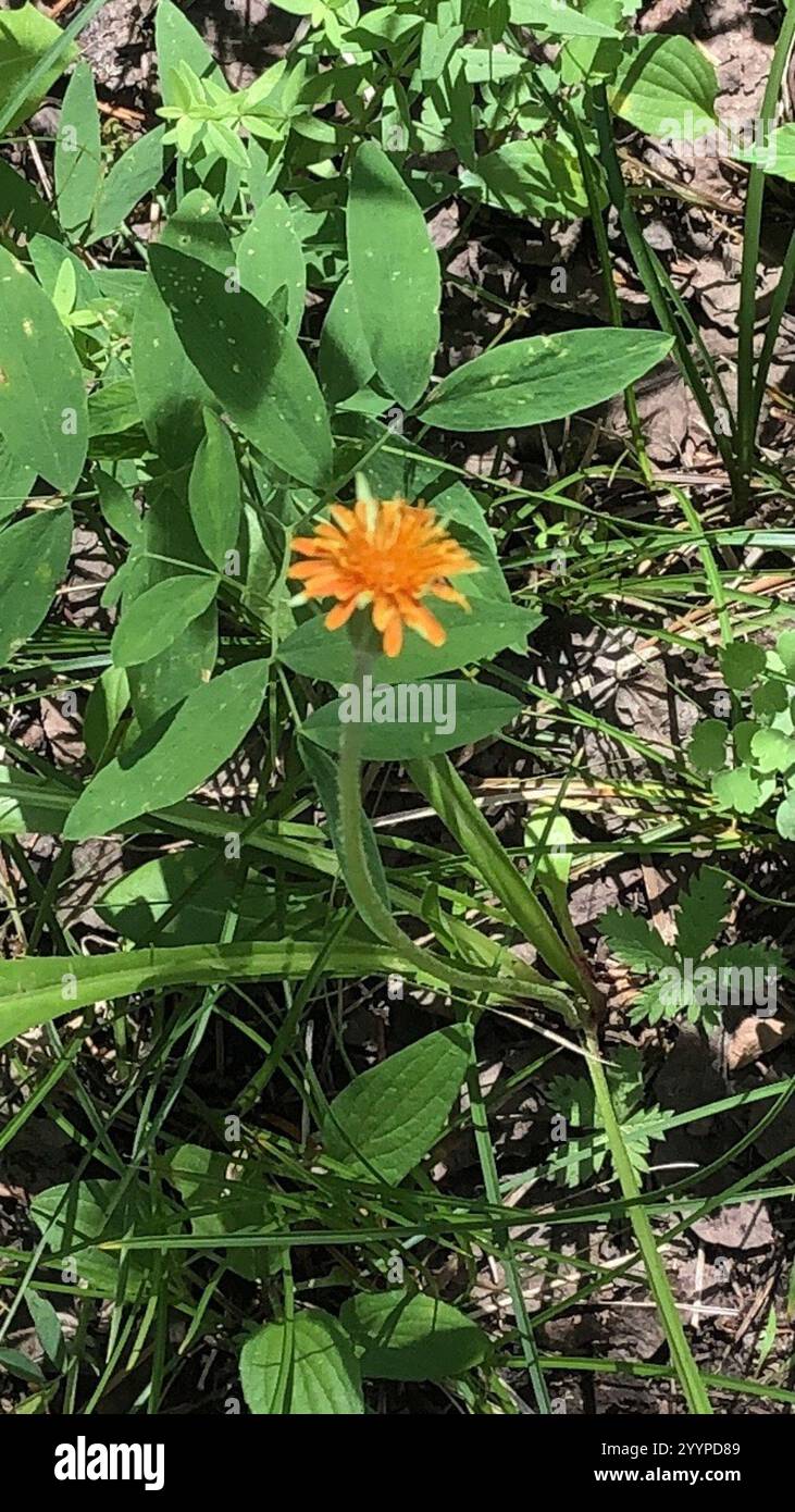 Agoseris aurantiaca hi-res stock photography and images - Alamy