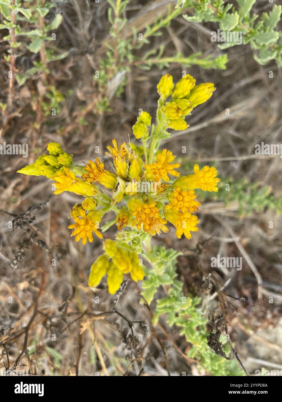 Isocoma menziesii hi-res stock photography and images - Alamy