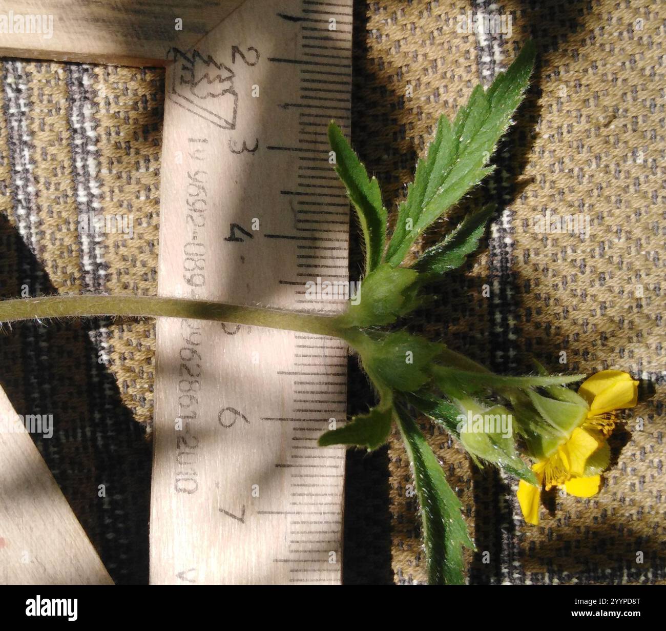 Yellow Avens (Geum aleppicum Stock Photo - Alamy