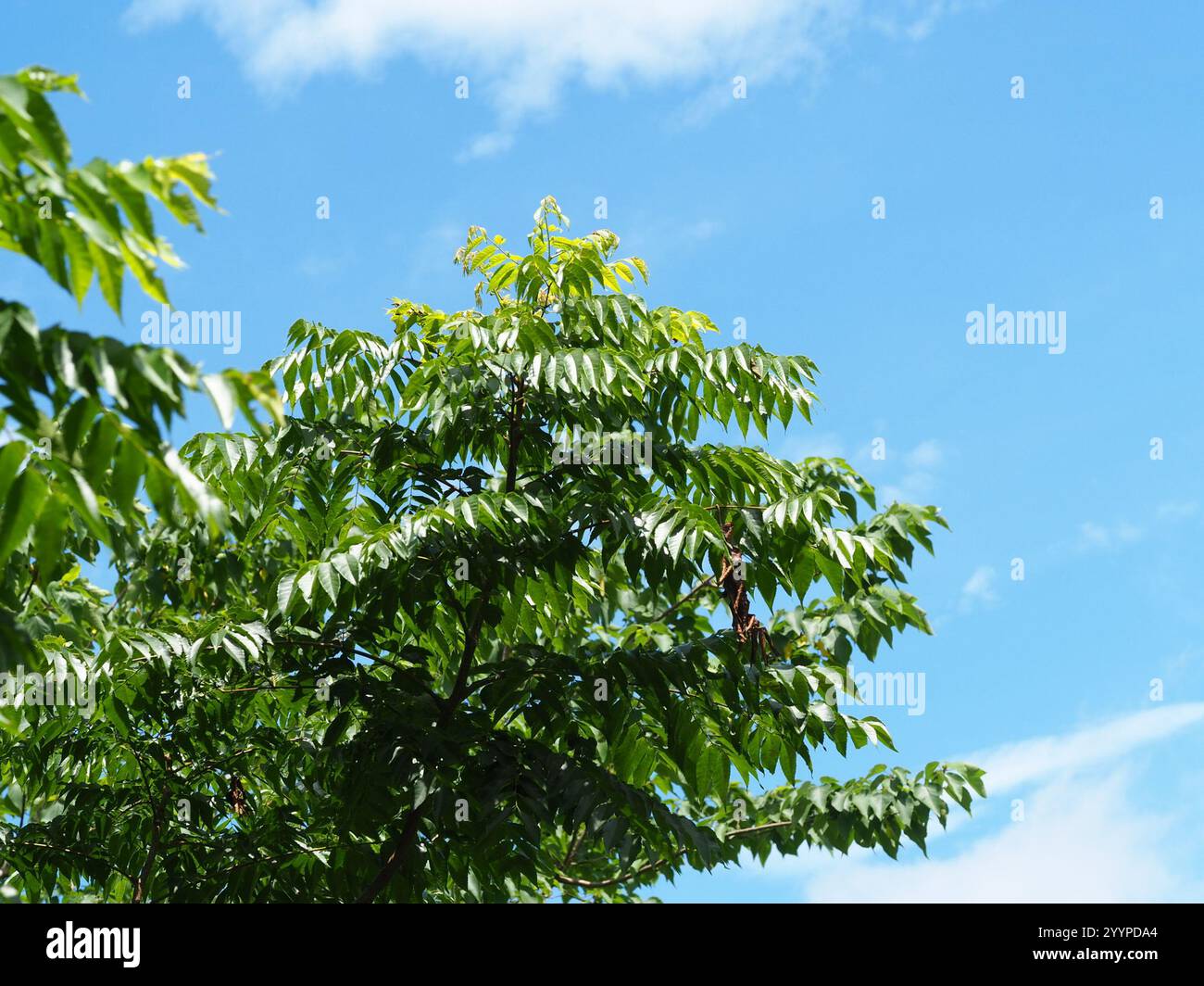 Flamegold Rain Tree (Koelreuteria elegans formosana Stock Photo - Alamy