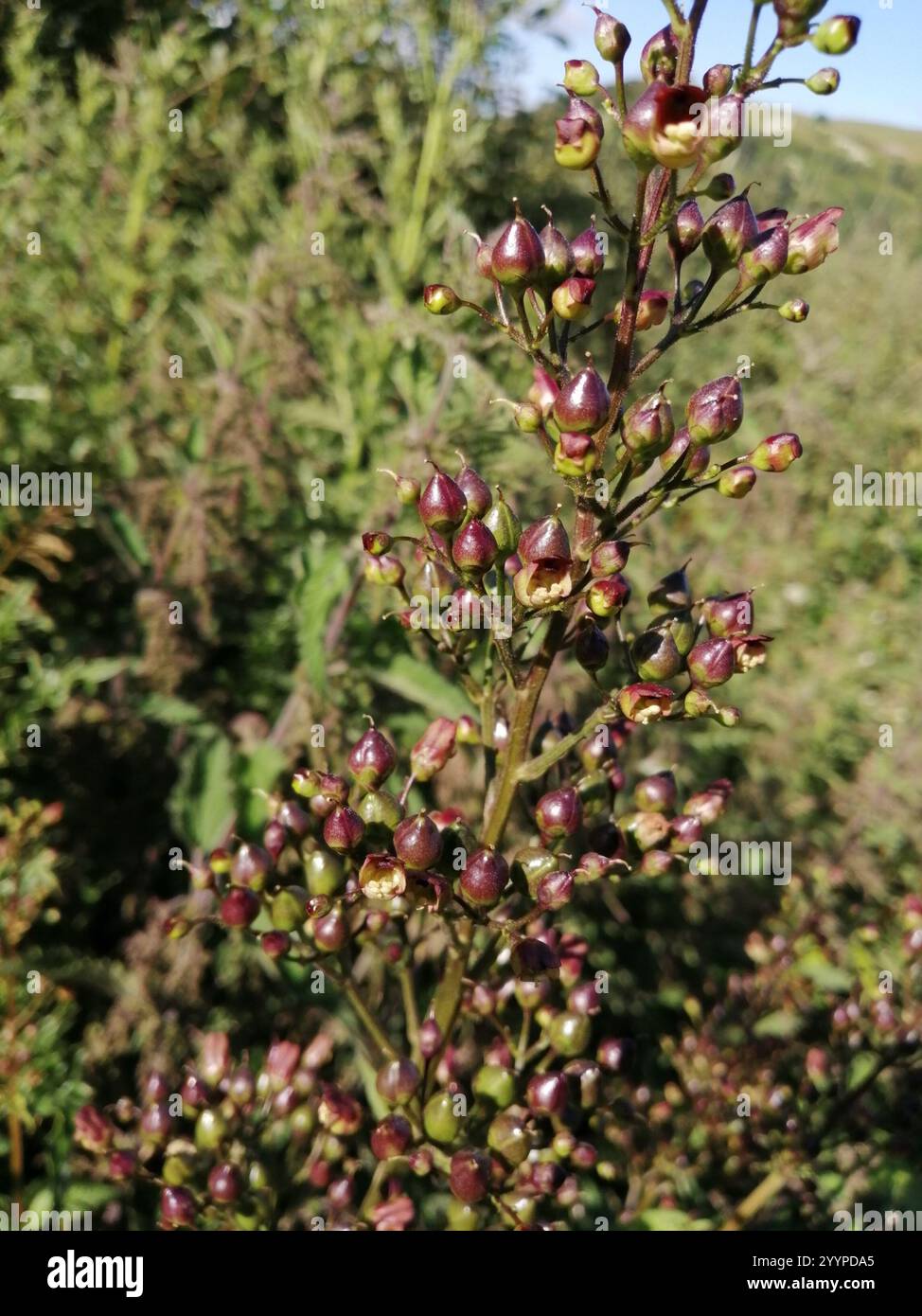 Common Figwort (Scrophularia nodosa Stock Photo - Alamy