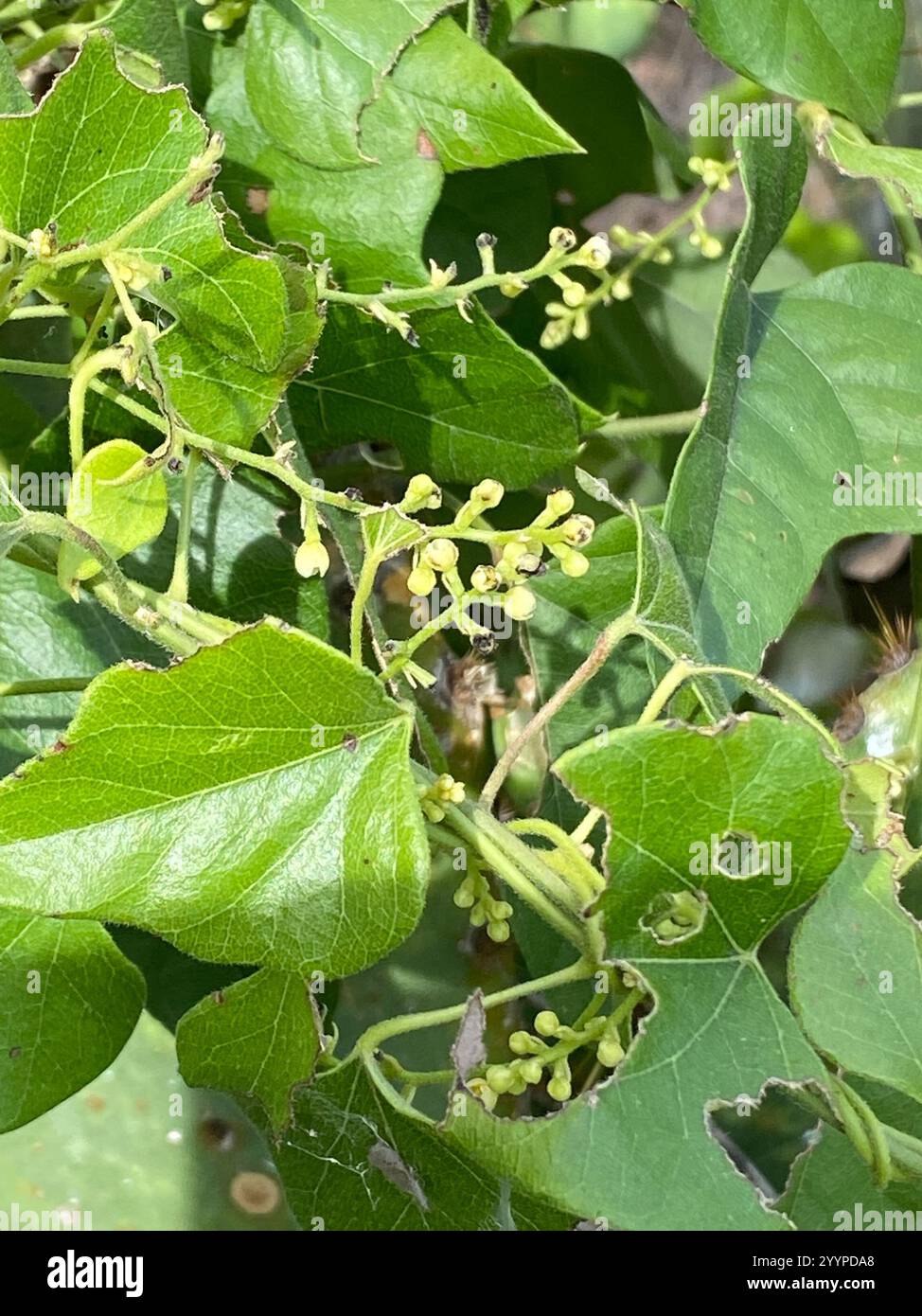 Carolina snailseed (Nephroia carolina Stock Photo - Alamy