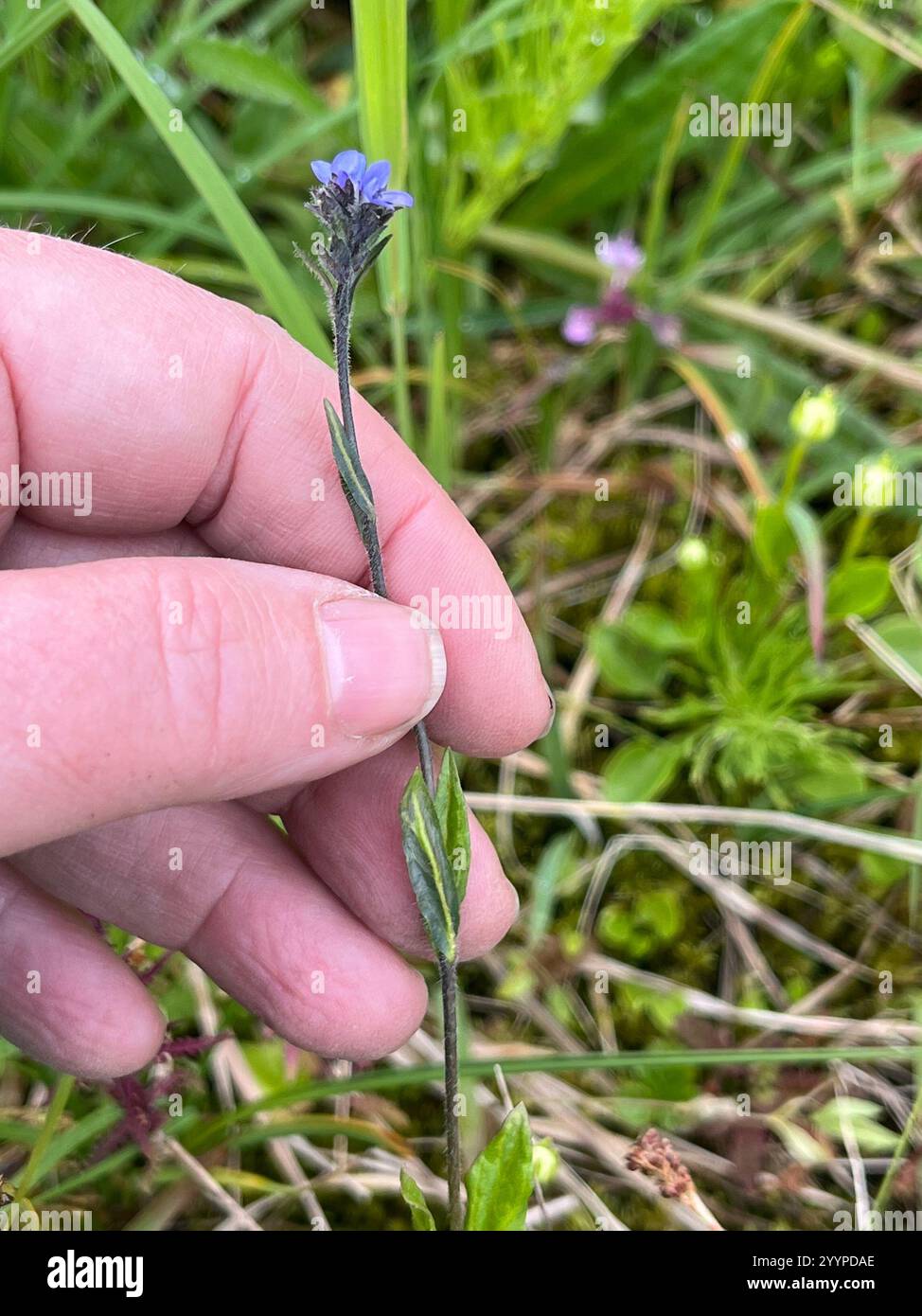 American alpine speedwell hi-res stock photography and images - Alamy