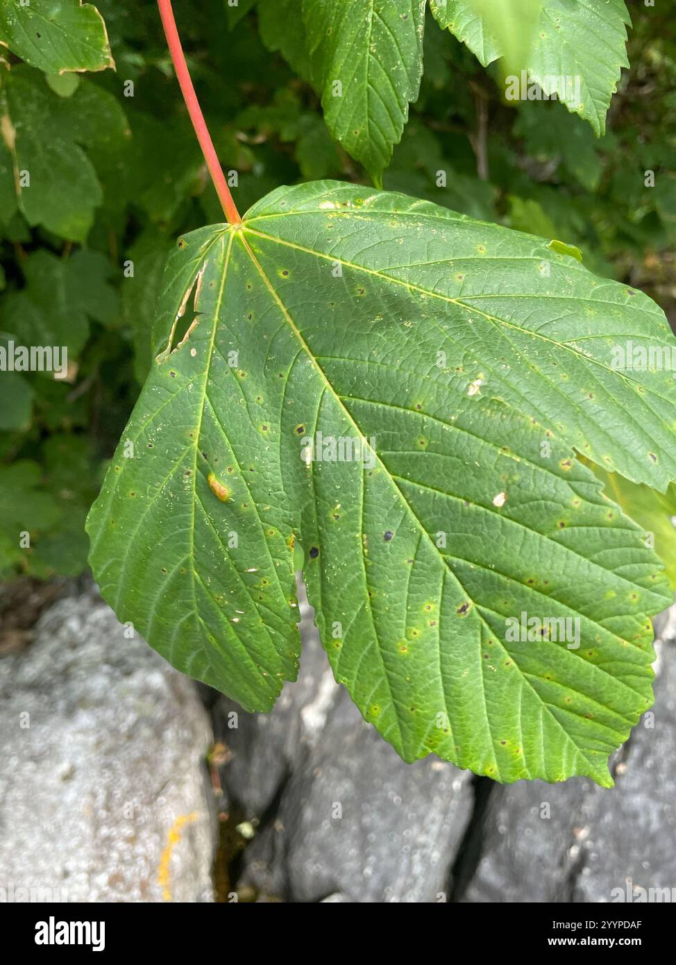 sycamore maple (Acer pseudoplatanus Stock Photo - Alamy