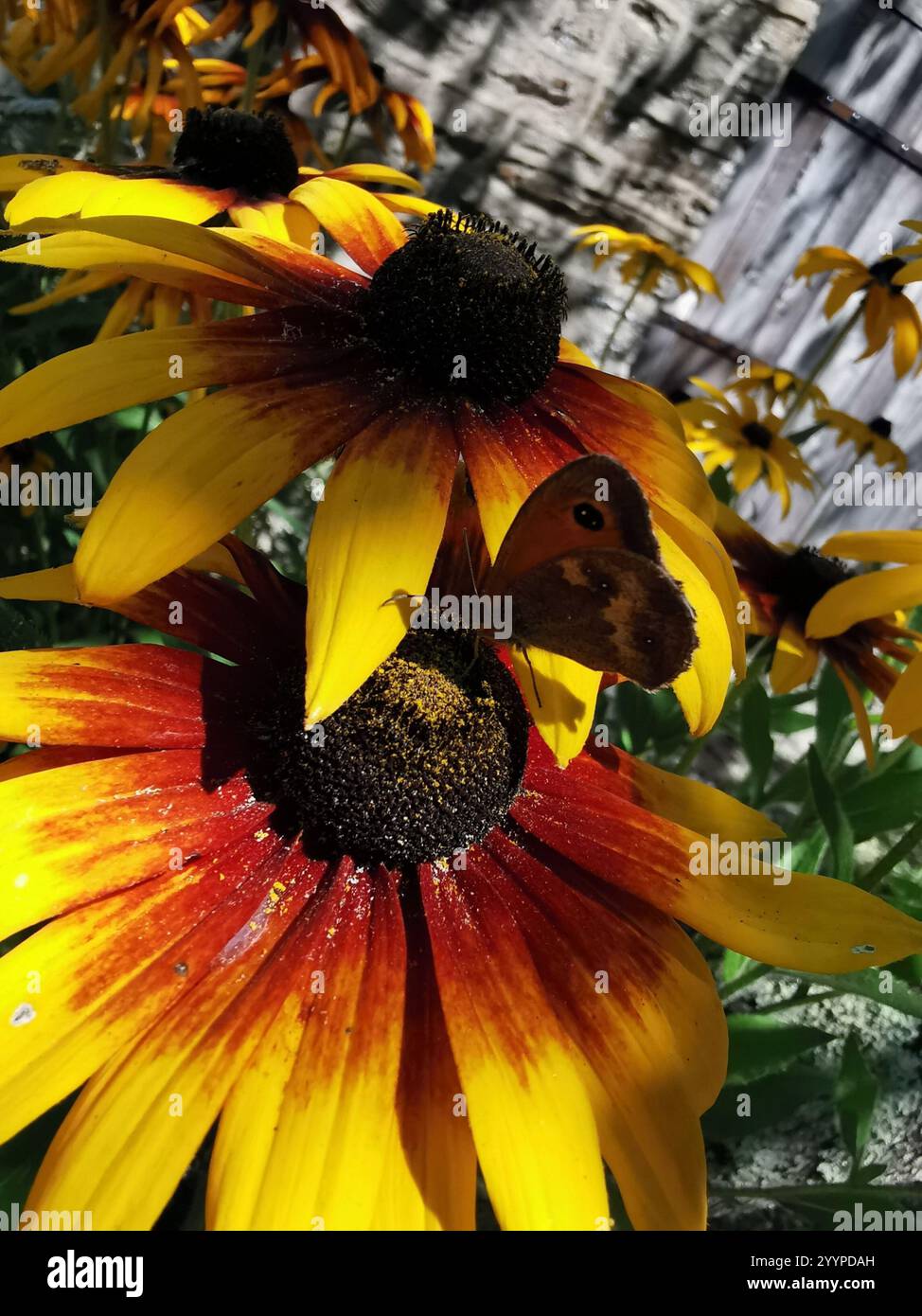 Gatekeeper (Pyronia tithonus Stock Photo - Alamy