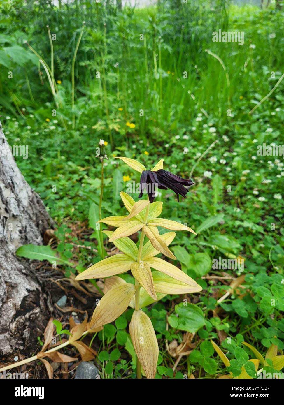 Fritillaria camschatcensis hi-res stock photography and images - Alamy