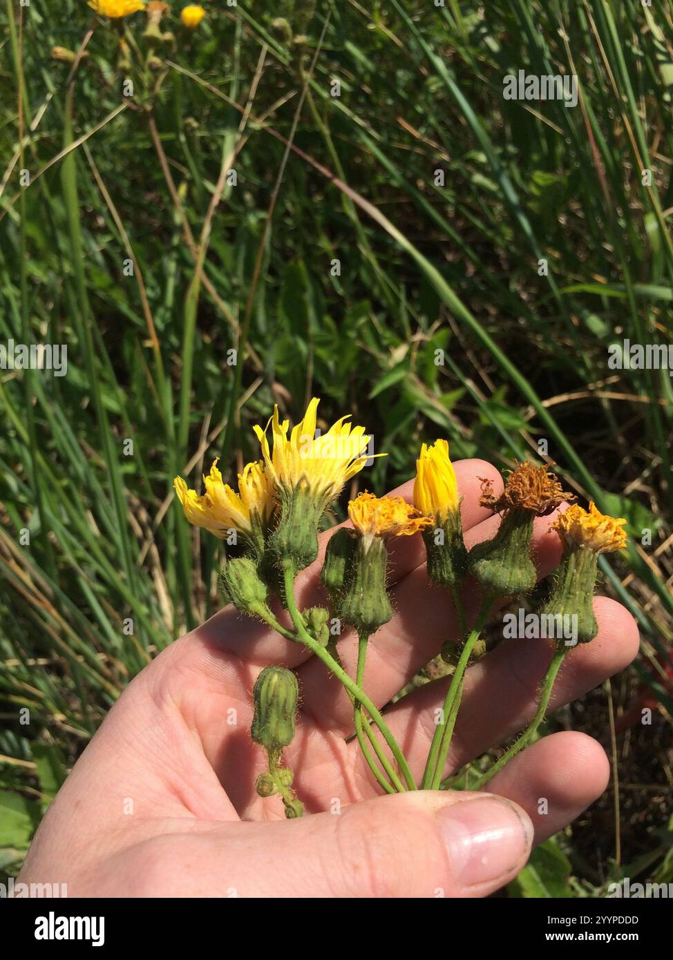 glandular field sowthistle (Sonchus arvensis arvensis Stock Photo - Alamy