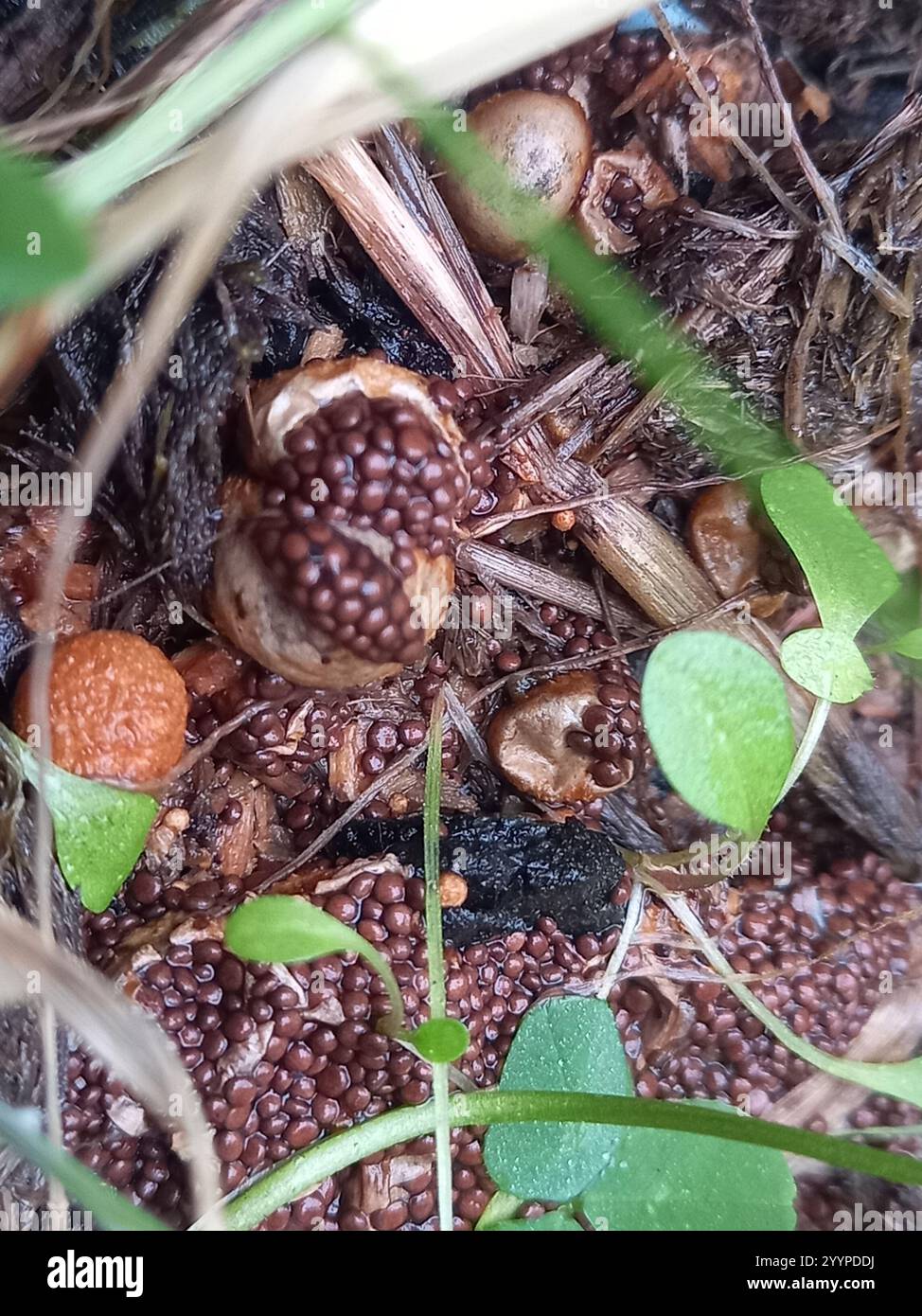 Nidularia hi-res stock photography and images - Alamy