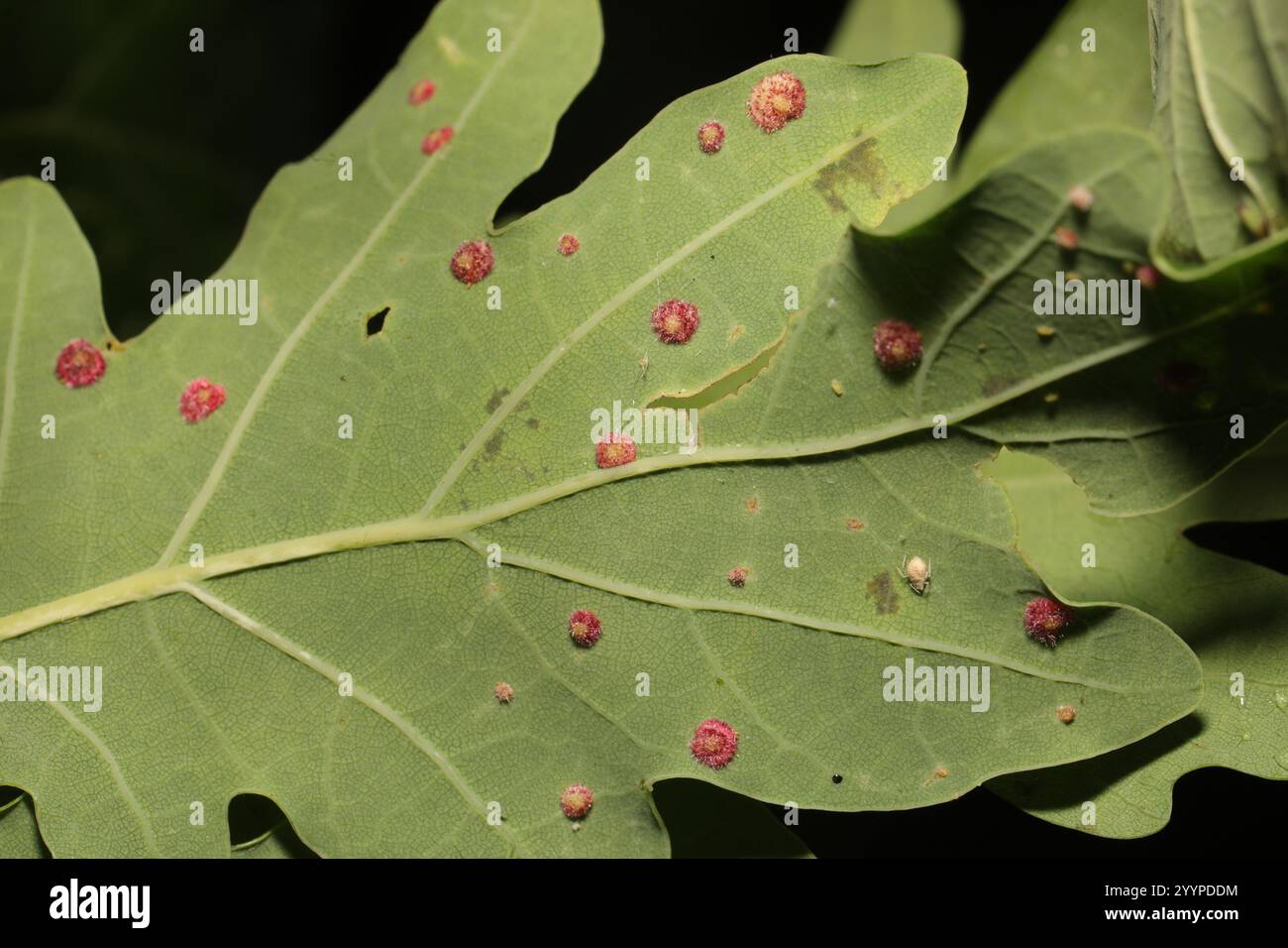 Common Spangle Gall Wasp (Neuroterus quercusbaccarum Stock Photo - Alamy