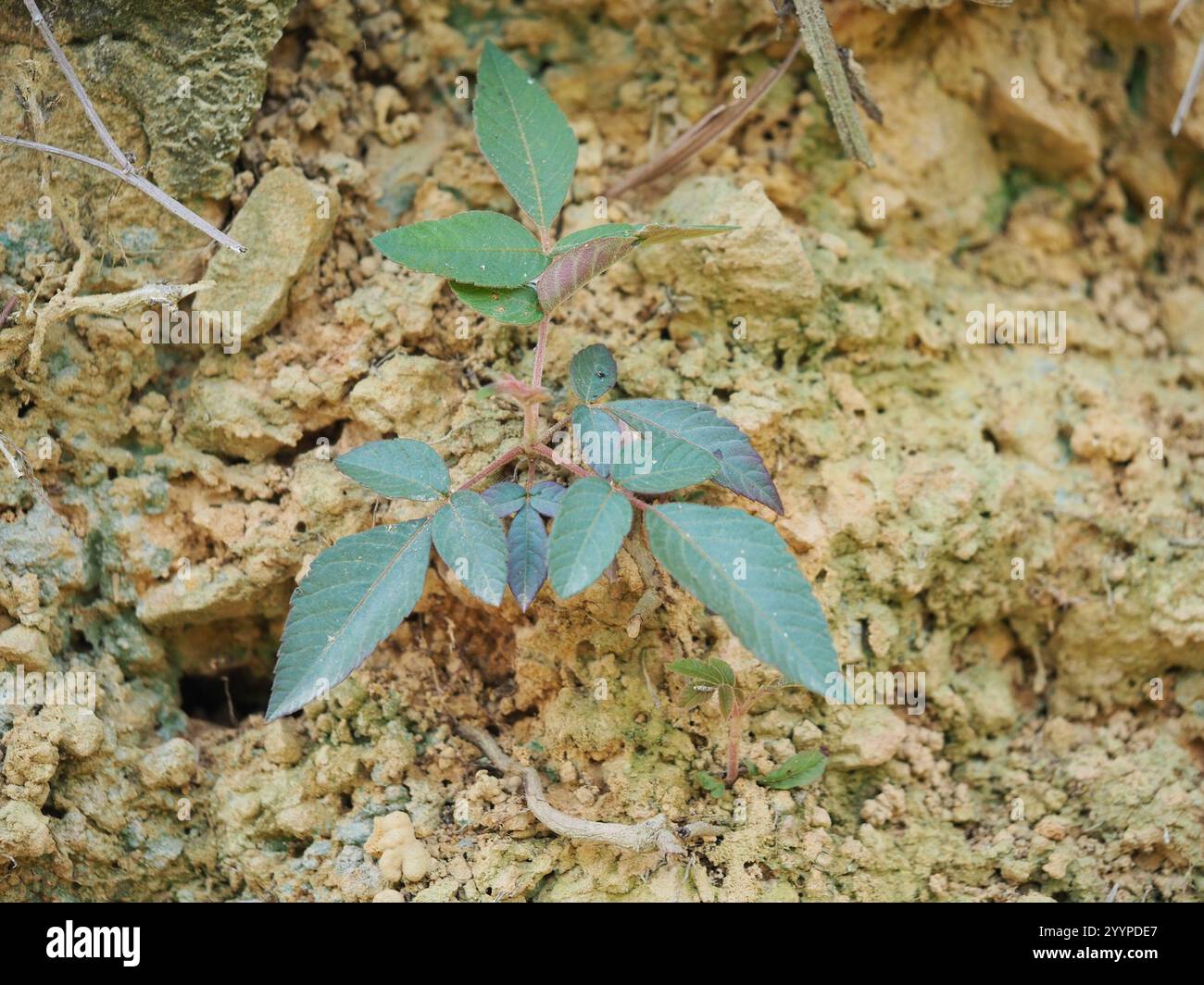 (Rhus chinensis roxburghii Stock Photo - Alamy